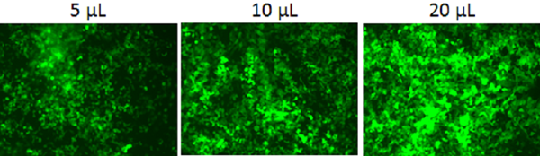 Lentiviral Transduction Control Particles | OriGene